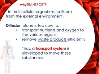 Biology:Transport in Humans (JYSS) | PPTX