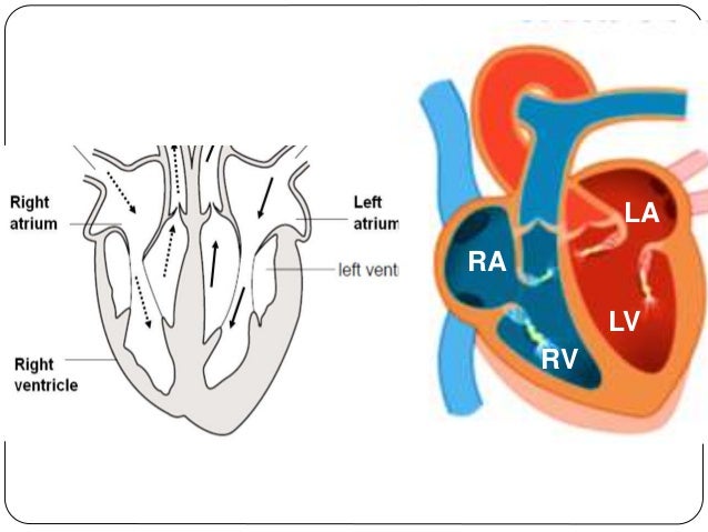 Biology:Transport in Humans (JYSS)