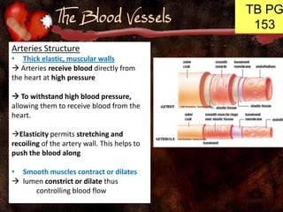 Transport in humans_blood vessels | PPT
