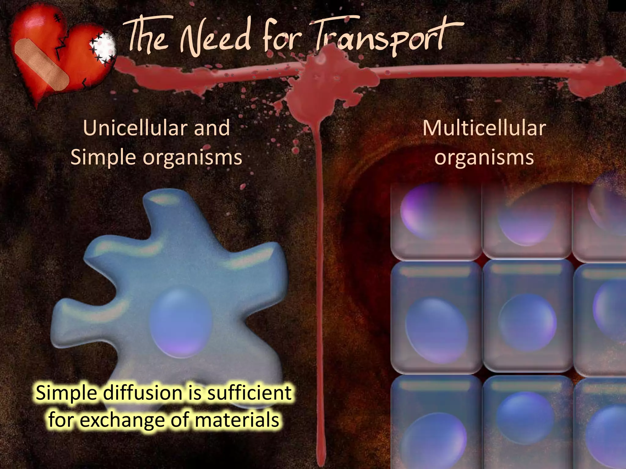 Transport In Humans Lesson 1 | PPT