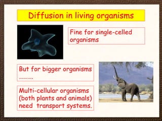 Transport in Plant.ppt