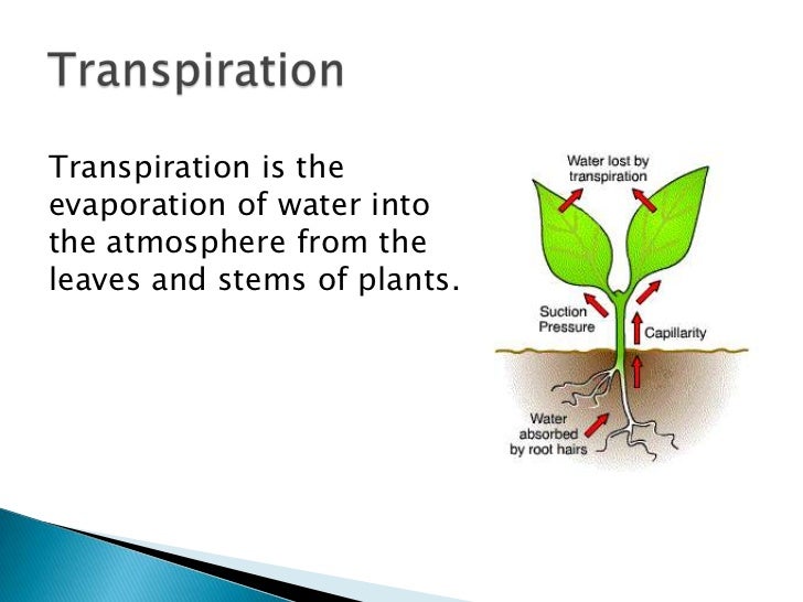Transpiration Flow Chart