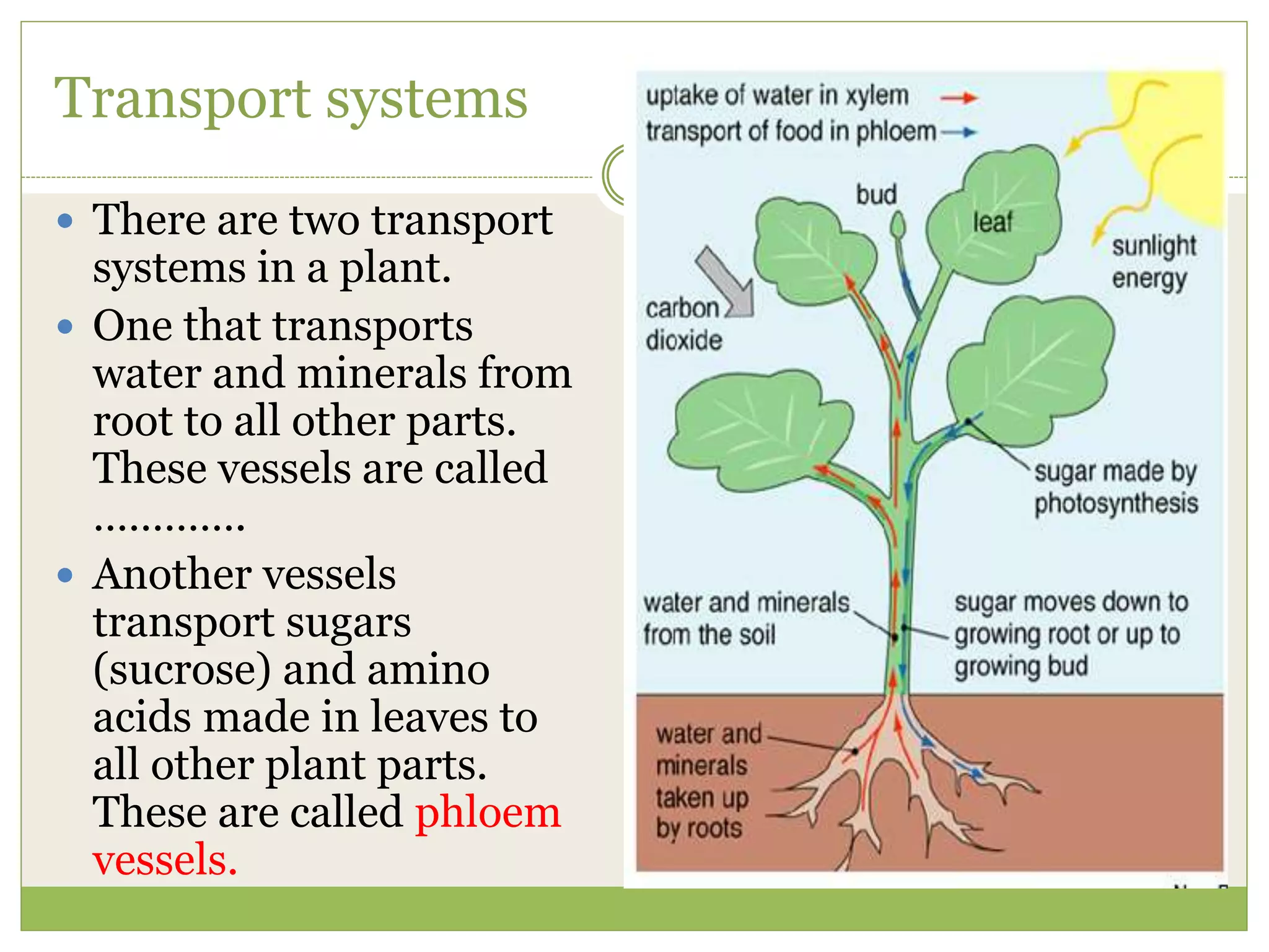 Transport in plants | PPTX