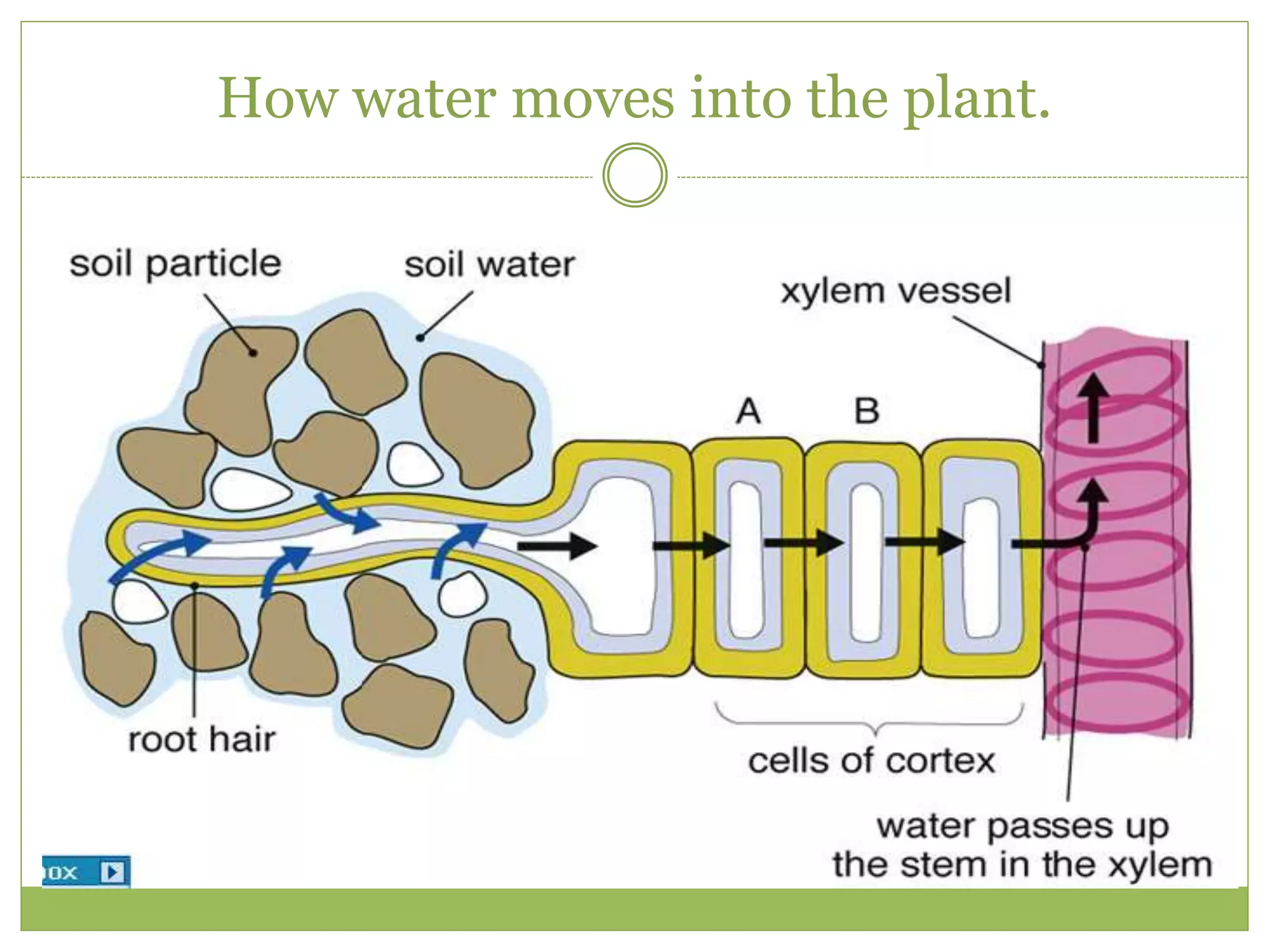 Transport in plants | PPTX
