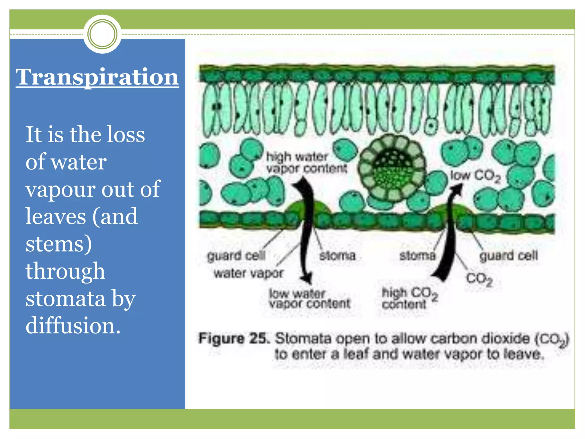 Transport in plants | PPTX