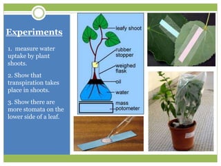 Transport in plants | PPTX