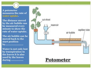Transport in plants | PPTX