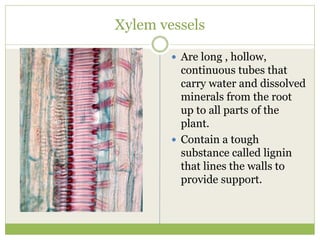 Transport in plants | PPTX