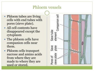 Transport in plants | PPTX
