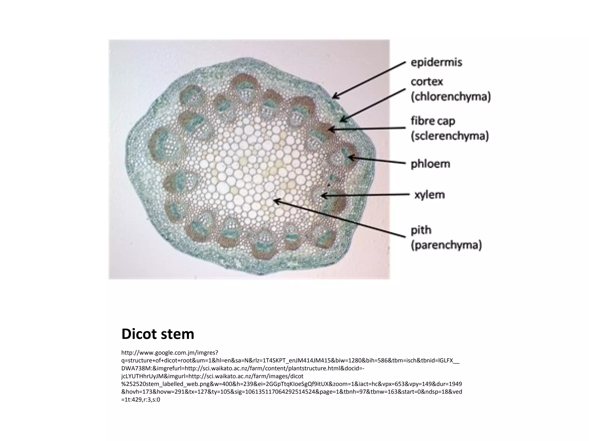 Transport in plants | PPT