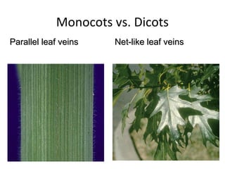 Transport in plants | PPT