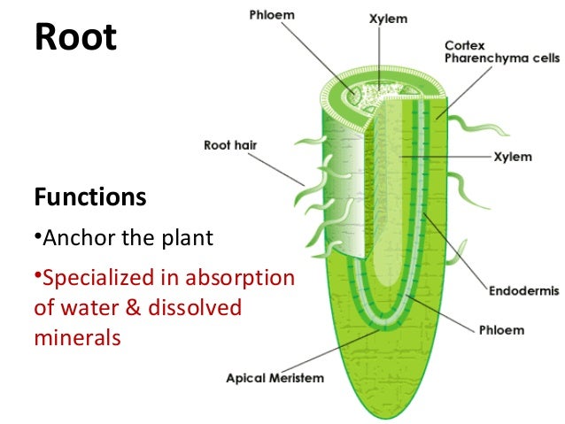 Transport in plants