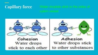 Transport in plants | PPTX