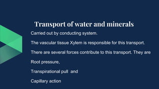 Transport in plants | PPTX