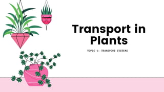 Transport in Plants.pptx