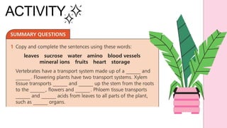 Transport in Plants.pptx