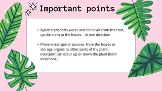 Transport in Plants.pptx