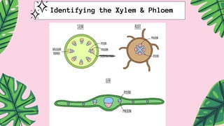 Transport in Plants.pptx