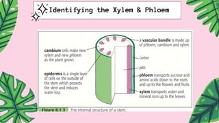 Transport in Plants.pptx