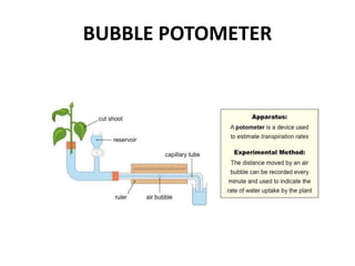 TRANSPORT IN PLANTS.pptx