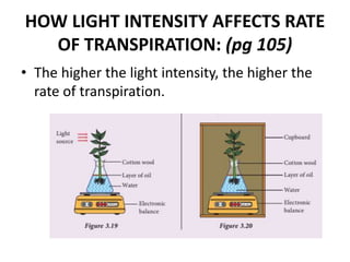 TRANSPORT IN PLANTS.pptx