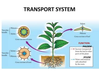 TRANSPORT IN PLANTS.pptx