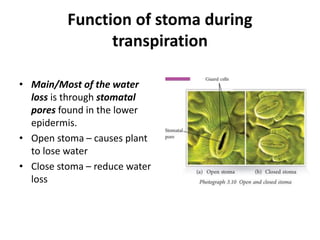 TRANSPORT IN PLANTS.pptx