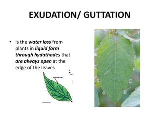 TRANSPORT IN PLANTS.pptx