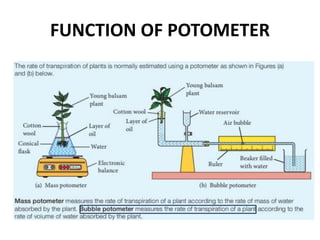 TRANSPORT IN PLANTS.pptx