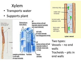 Transport in plants.pptx