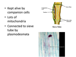 Transport in plants.pptx