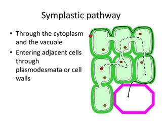 Transport in plants.pptx
