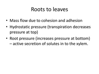 Transport in plants.pptx