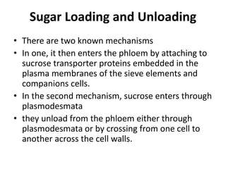 Transport in plants.pptx