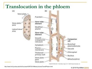 TRANSPORT_IN_PLANTS.ppt