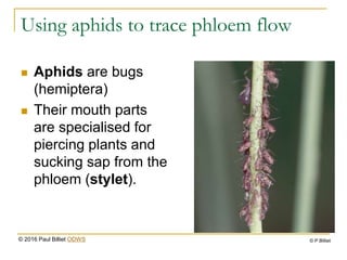 TRANSPORT_IN_PLANTS.ppt