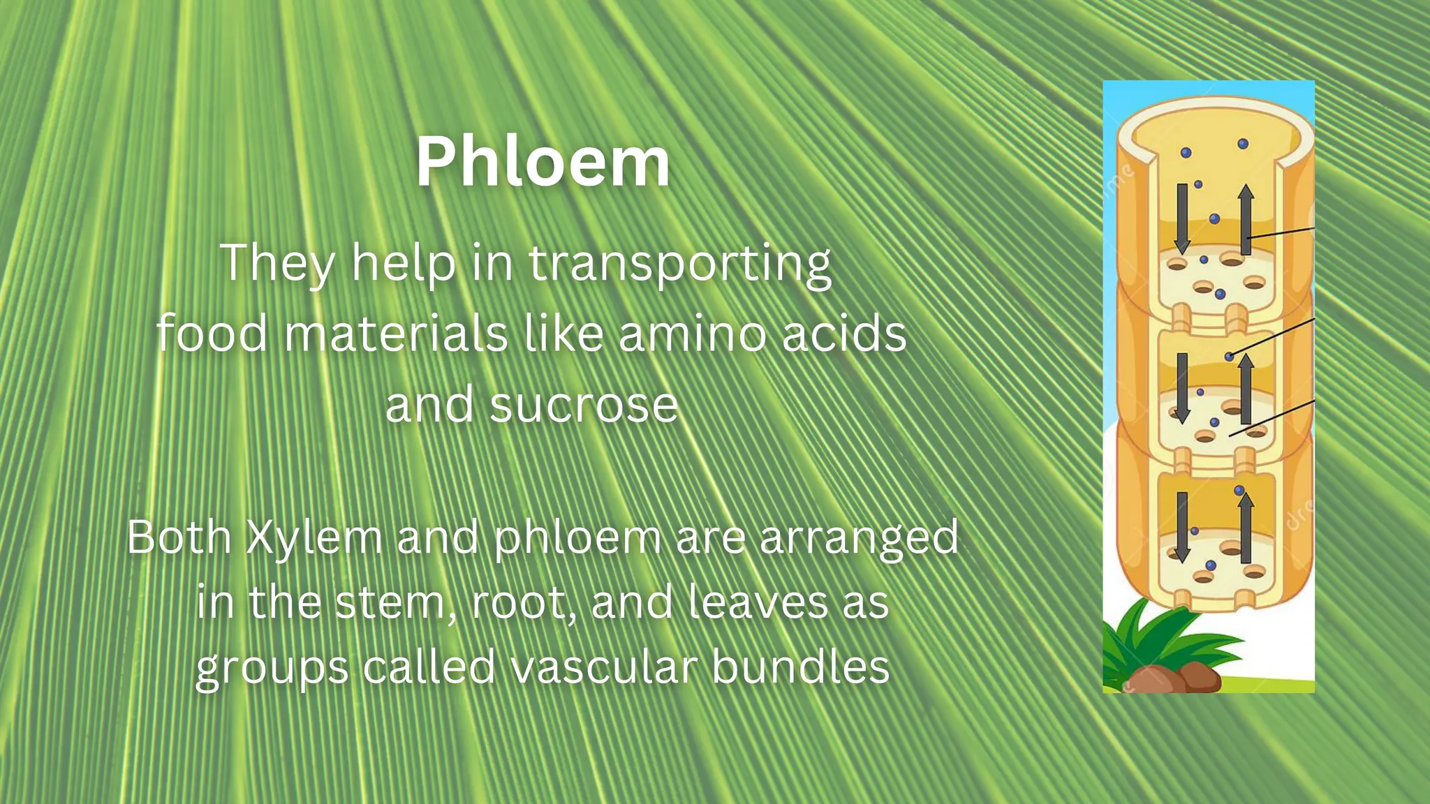 Transport in plants IGCSE Biology Chapter 8 .pdf