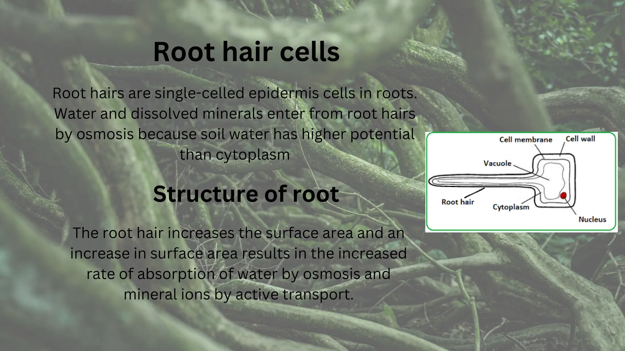 Transport in plants IGCSE Biology Chapter 8 .pdf