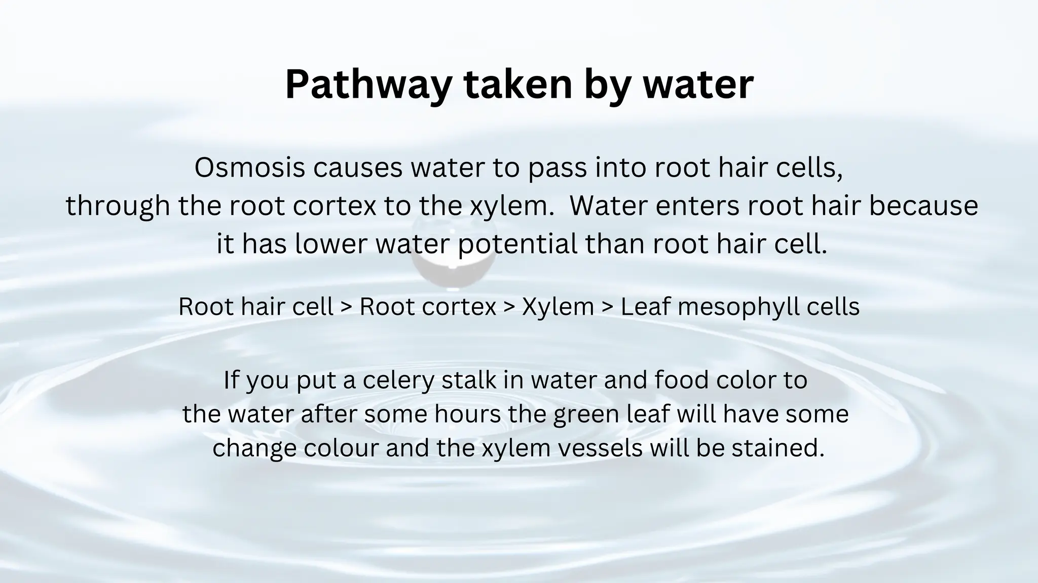 Transport in plants IGCSE Biology Chapter 8 .pdf