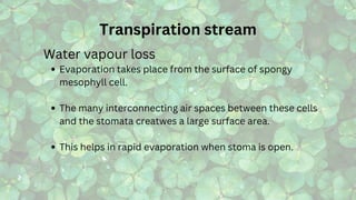 Transport in plants IGCSE Biology Chapter 8 .pdf
