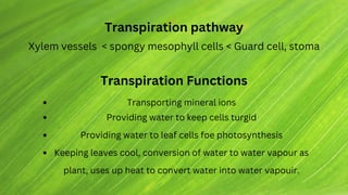Transport in plants IGCSE Biology Chapter 8 .pdf