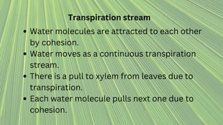 Transport in plants IGCSE Biology Chapter 8 .pdf