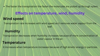 Transport in plants IGCSE Biology Chapter 8 .pdf