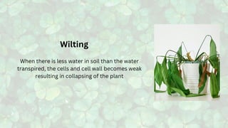 Transport in plants IGCSE Biology Chapter 8 .pdf