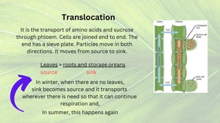 Transport in plants IGCSE Biology Chapter 8 .pdf