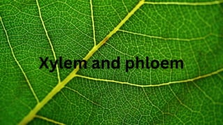 Transport in plants IGCSE Biology Chapter 8 .pdf