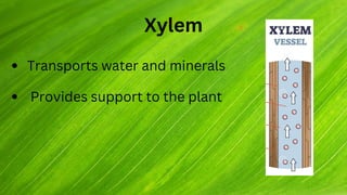 Transport in plants IGCSE Biology Chapter 8 .pdf
