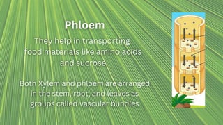 Transport in plants IGCSE Biology Chapter 8 .pdf