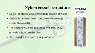 Transport in plants IGCSE Biology Chapter 8 .pdf