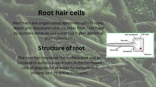 Transport in plants IGCSE Biology Chapter 8 .pdf